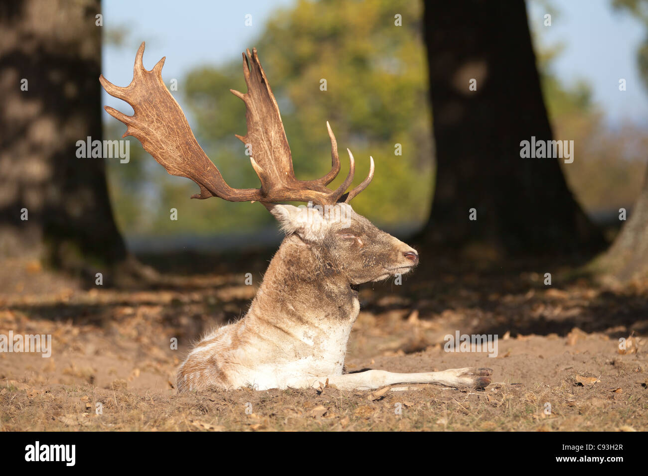 Stag leg hi-res stock photography and images - Alamy