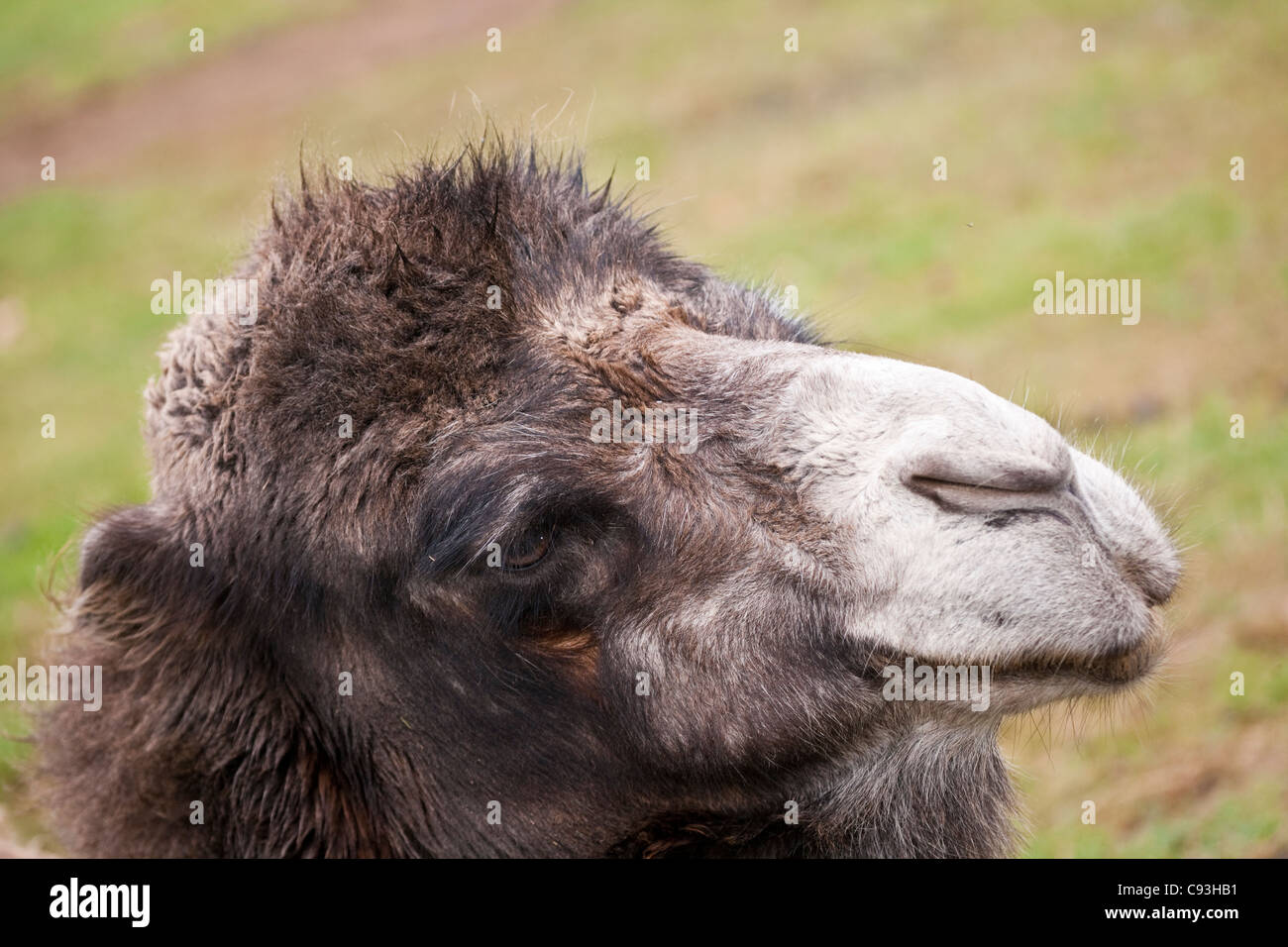 Double hump camel hi-res stock photography and images - Alamy