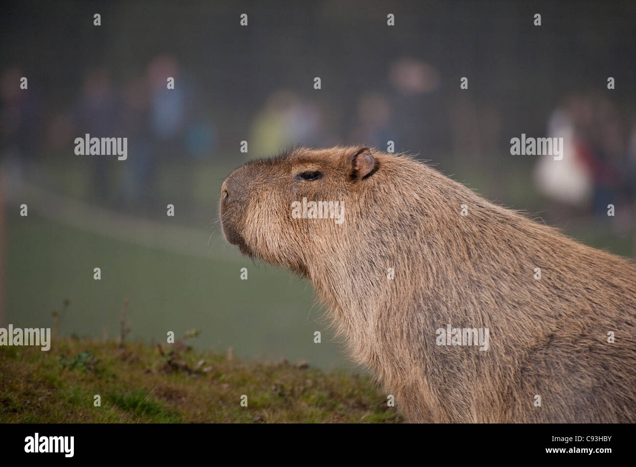 Captive capybara hi-res stock photography and images - Alamy