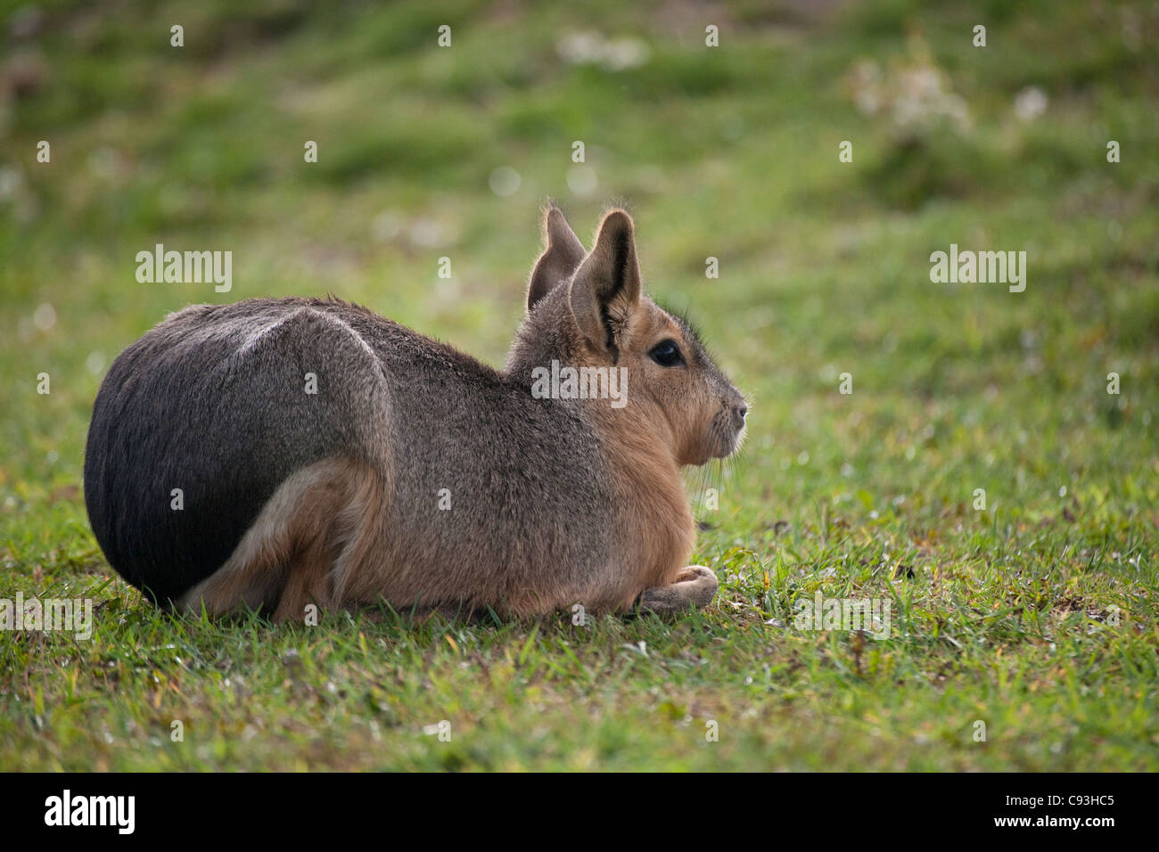 Patagonian hare hi-res stock photography and images - Alamy