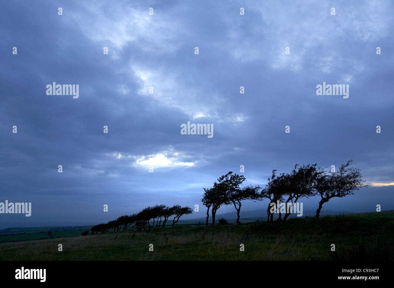 Wind swept trees hi-res stock photography and images - Alamy