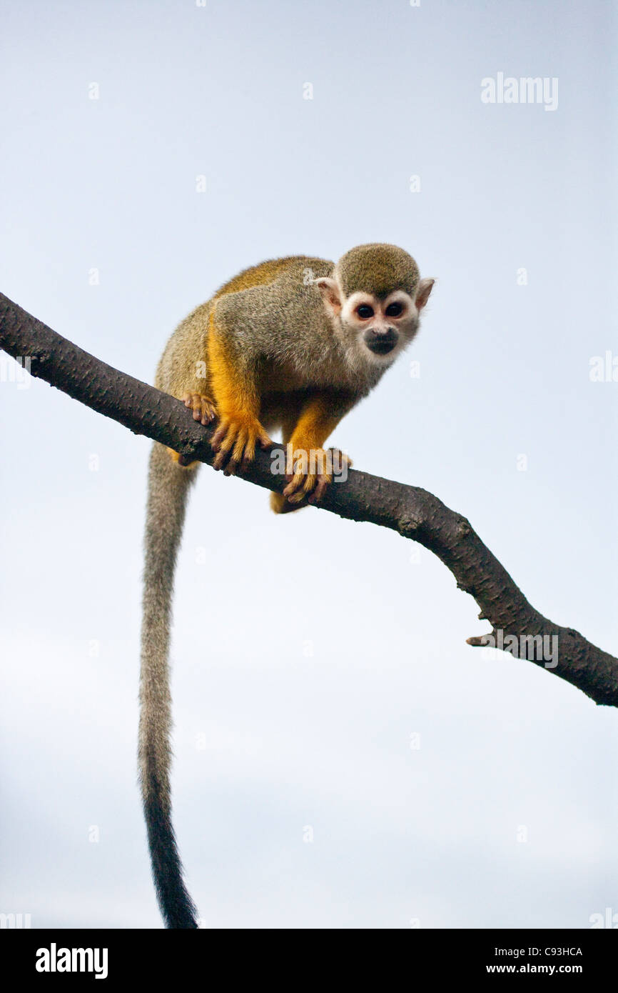 Squirrel monkey zoo hi-res stock photography and images - Alamy