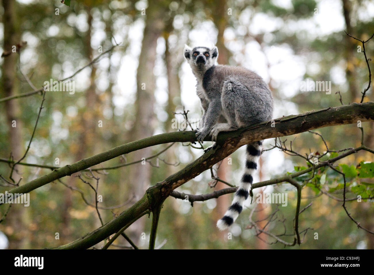 Ring Tailed Lemur (Lemur catta) in captivity. Yorkshire Wildlife Park ...