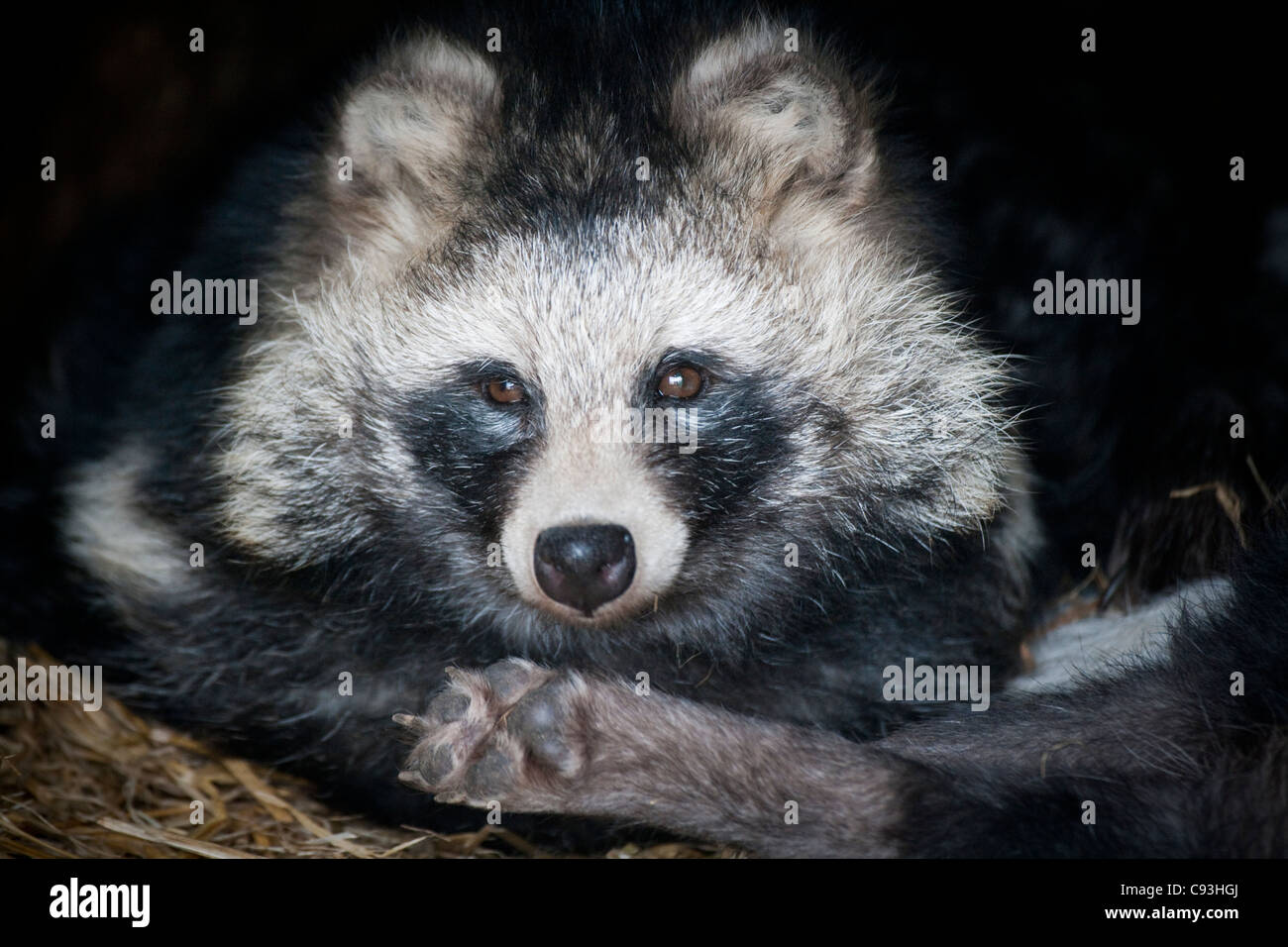Raccoon dog japan hi-res stock photography and images - Alamy