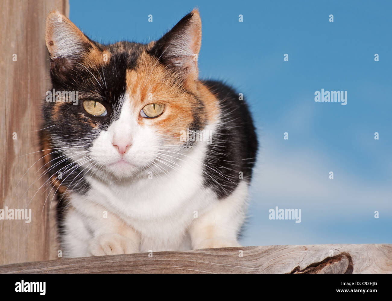 Calico cat on wooden porch, looking intently at the viewer Stock Photo ...