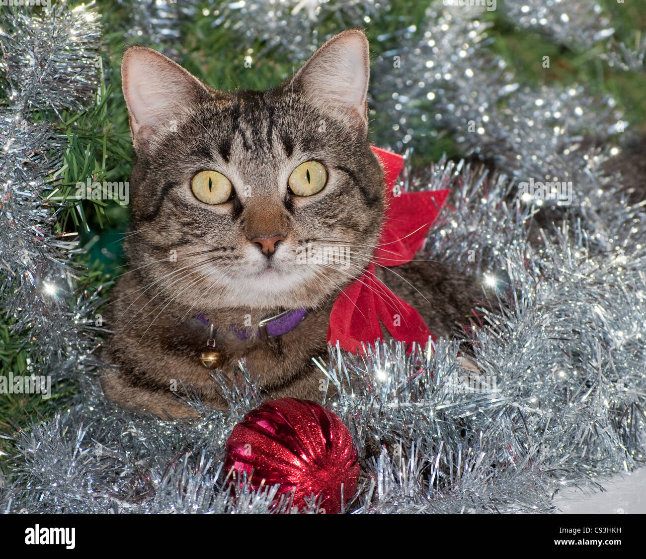 Gray tabby cat in Christmas tinsel, wearing a red bow Stock Photo - Alamy