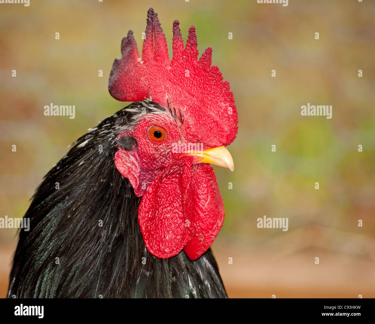 Handsome spotted Japanese bantam rooster Stock Photo - Alamy