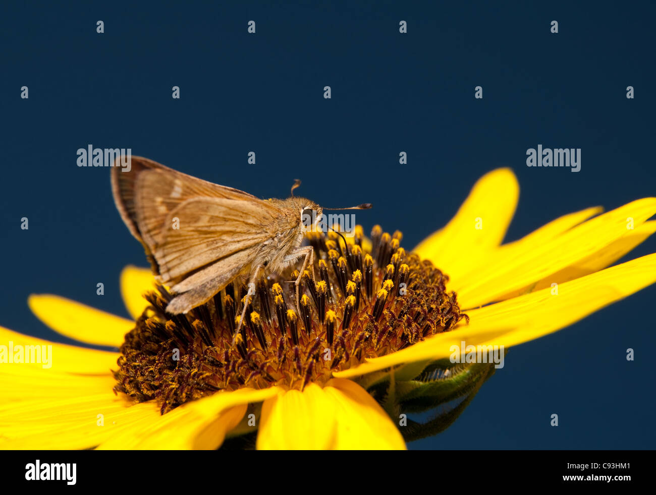 Green skipper butterfly hi-res stock photography and images - Alamy
