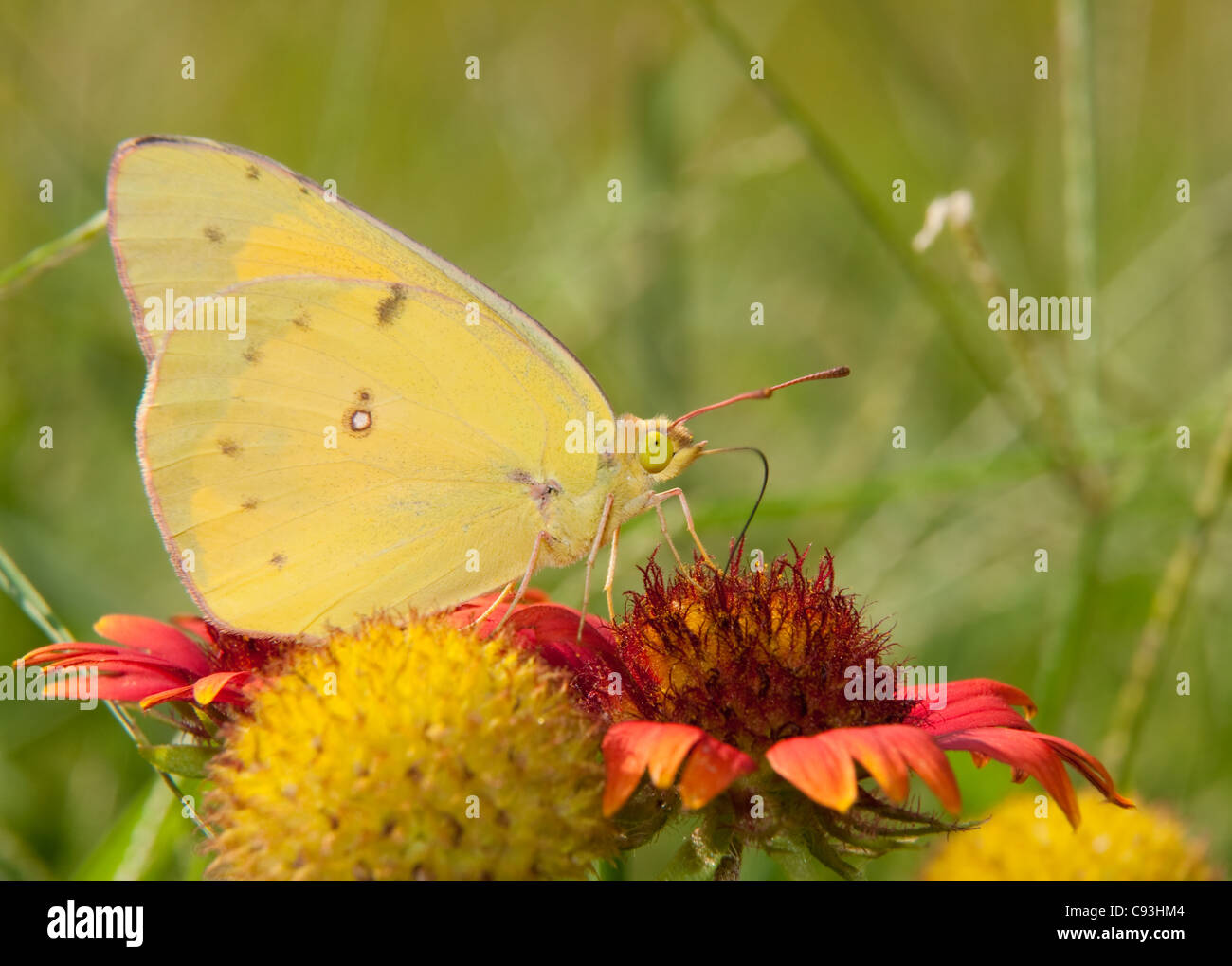 Sleepy Orange butterfly, Eurema nicippe, feeding on an Indian Blanket ...