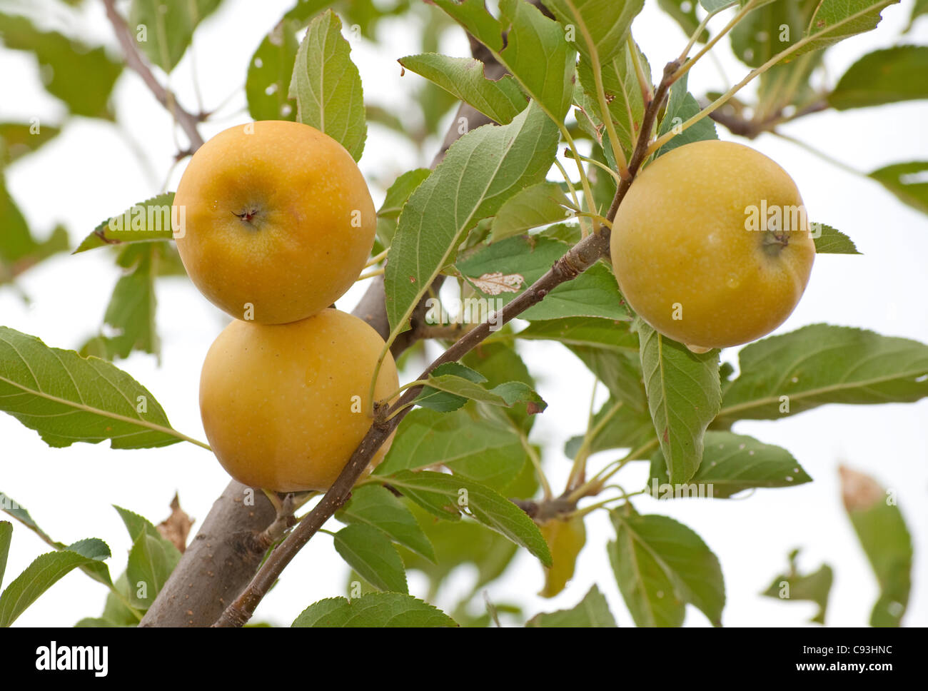 Three ripening apples in a tree Stock Photo - Alamy