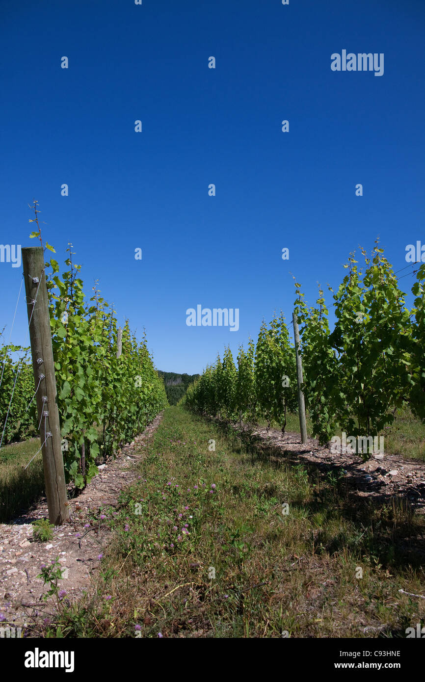 Vineyard near Leland Grand Traverse County mid summer Michigan Stock ...