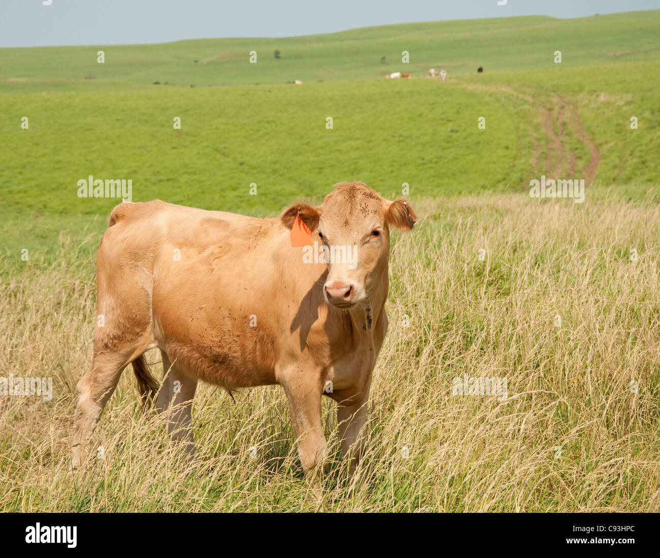 Young steer hi-res stock photography and images - Alamy