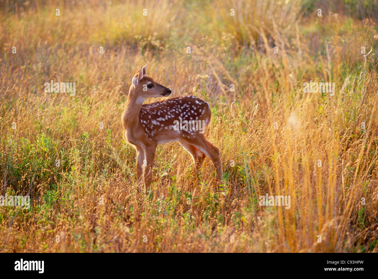 Baby deer fawn looking around in a grassy meadow Stock Photo - Alamy