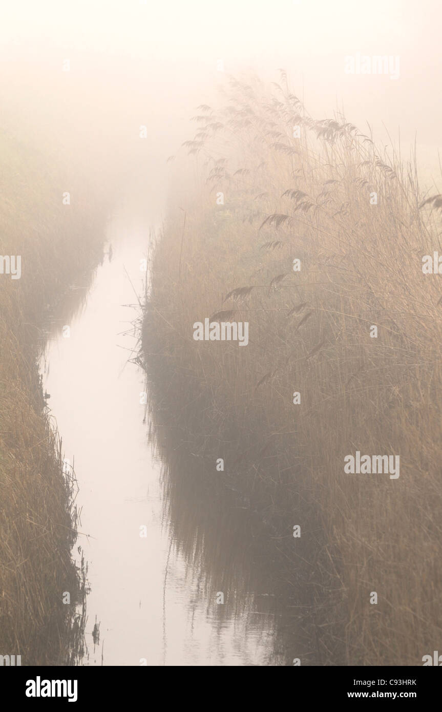 Drainage ditch with reed hi-res stock photography and images - Alamy