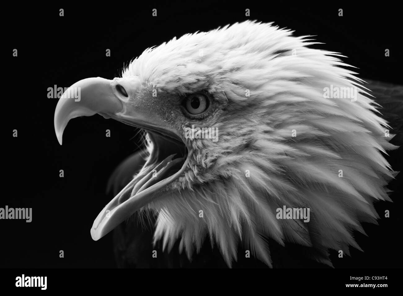 Bald Headed Eagle headshot (taken in controlled conditions Stock Photo ...