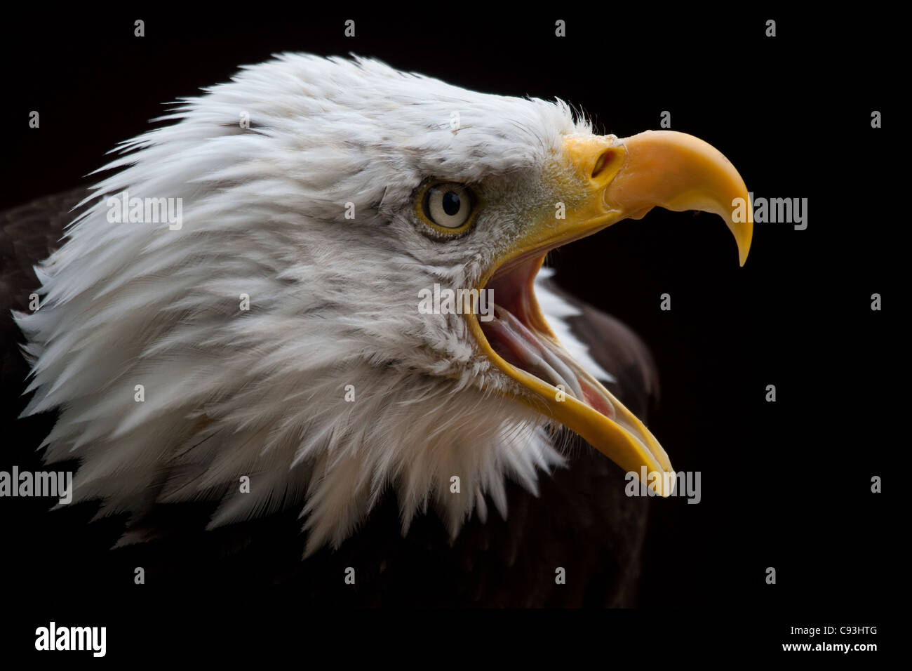 Bald Headed Eagle headshot (taken in controlled conditions Stock Photo ...