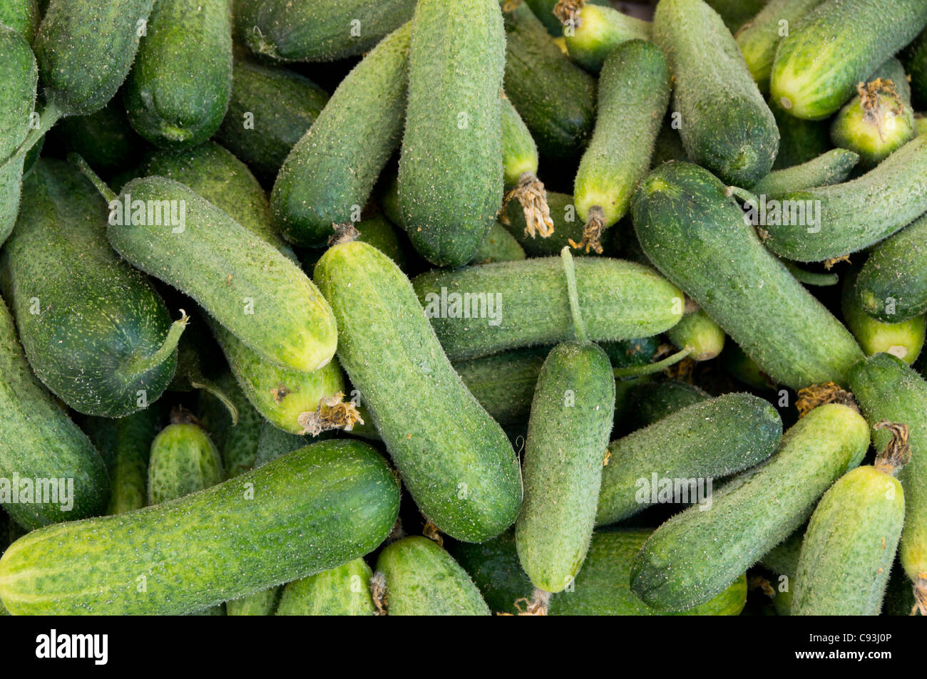 Montenegro - Kotor. Spiny cucumbers for sale - zucchini Stock Photo - Alamy