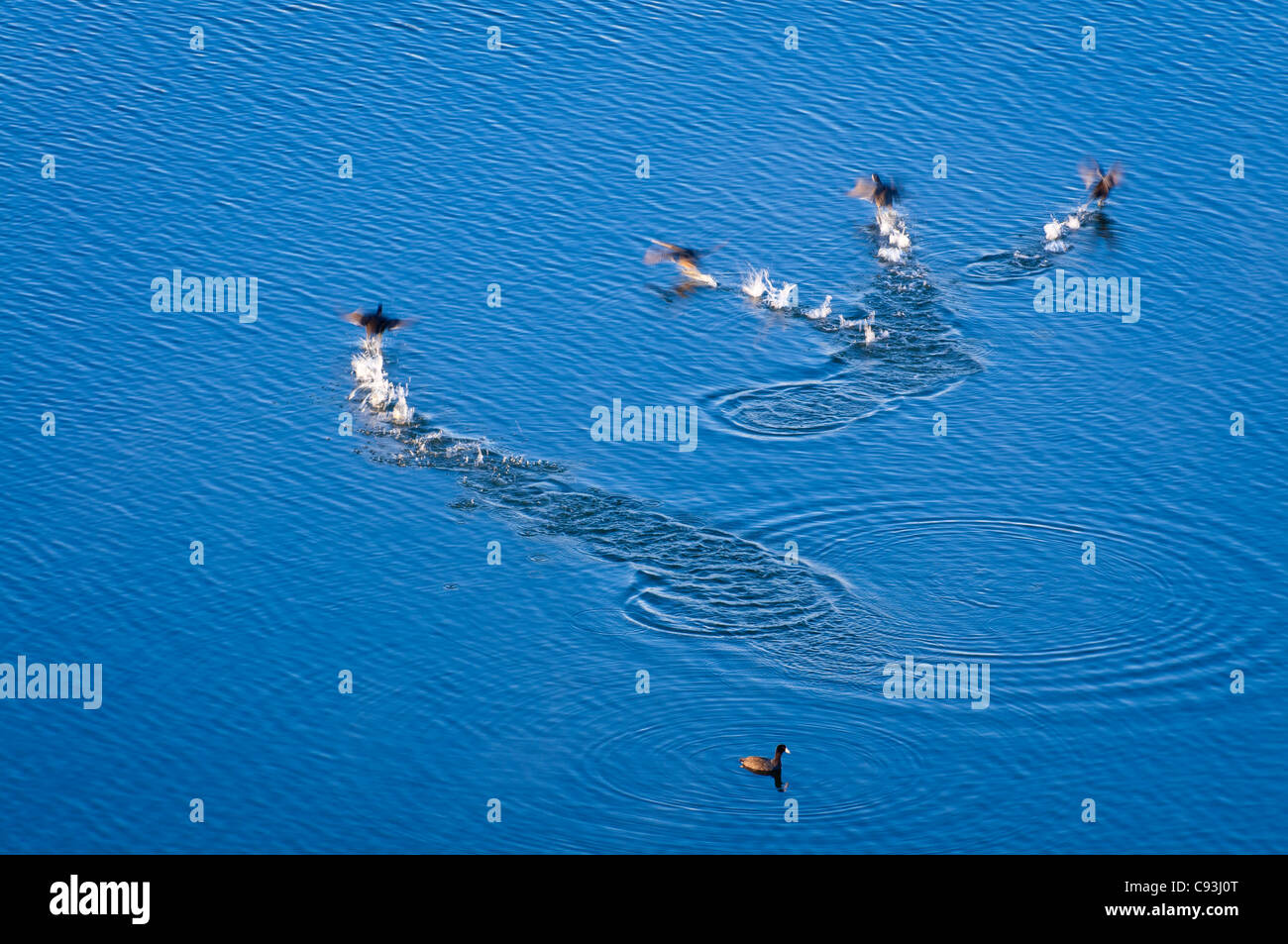 American coots on west lake hi-res stock photography and images - Alamy