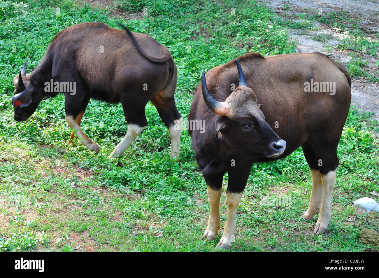 Indian gaur in wyanad wildlife sanctuary of kerala hi-res stock ...