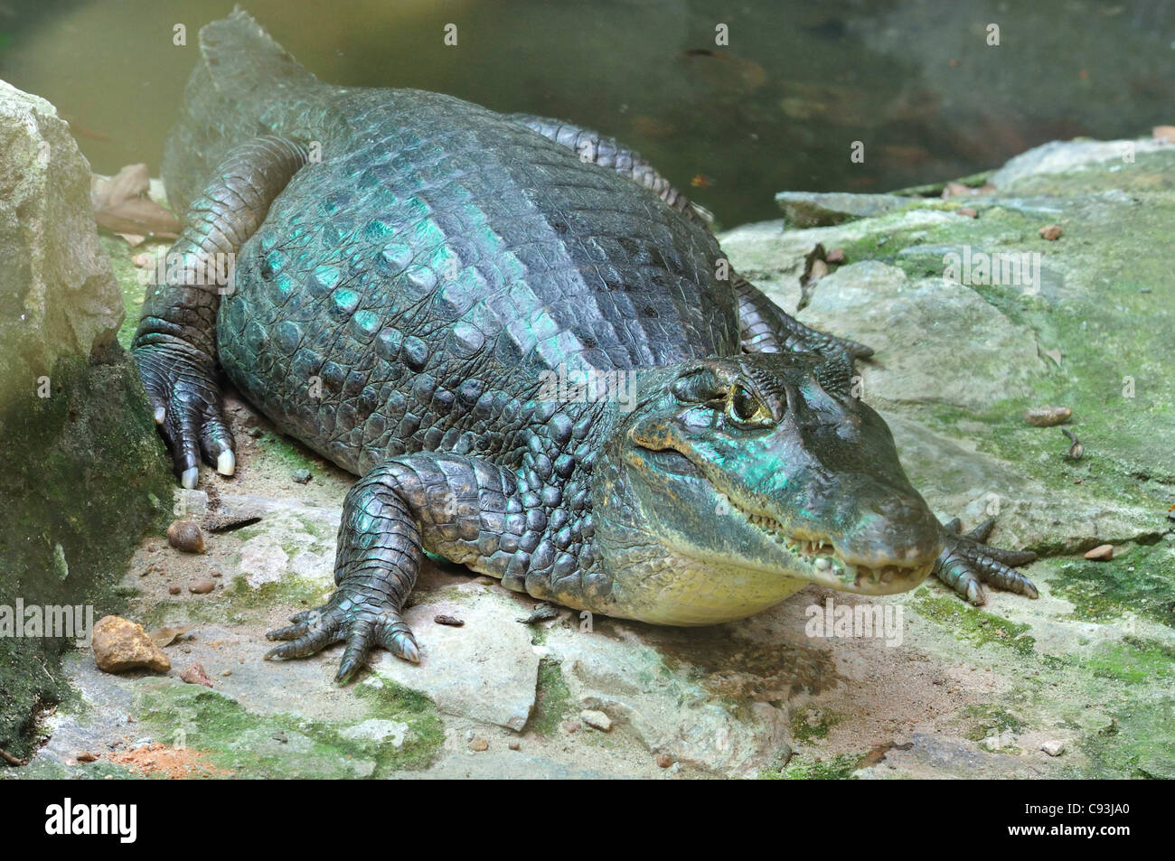 Indian mugger hi-res stock photography and images - Alamy