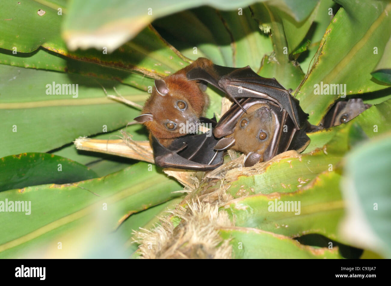 Indian Fruit Bats Stock Photo - Alamy