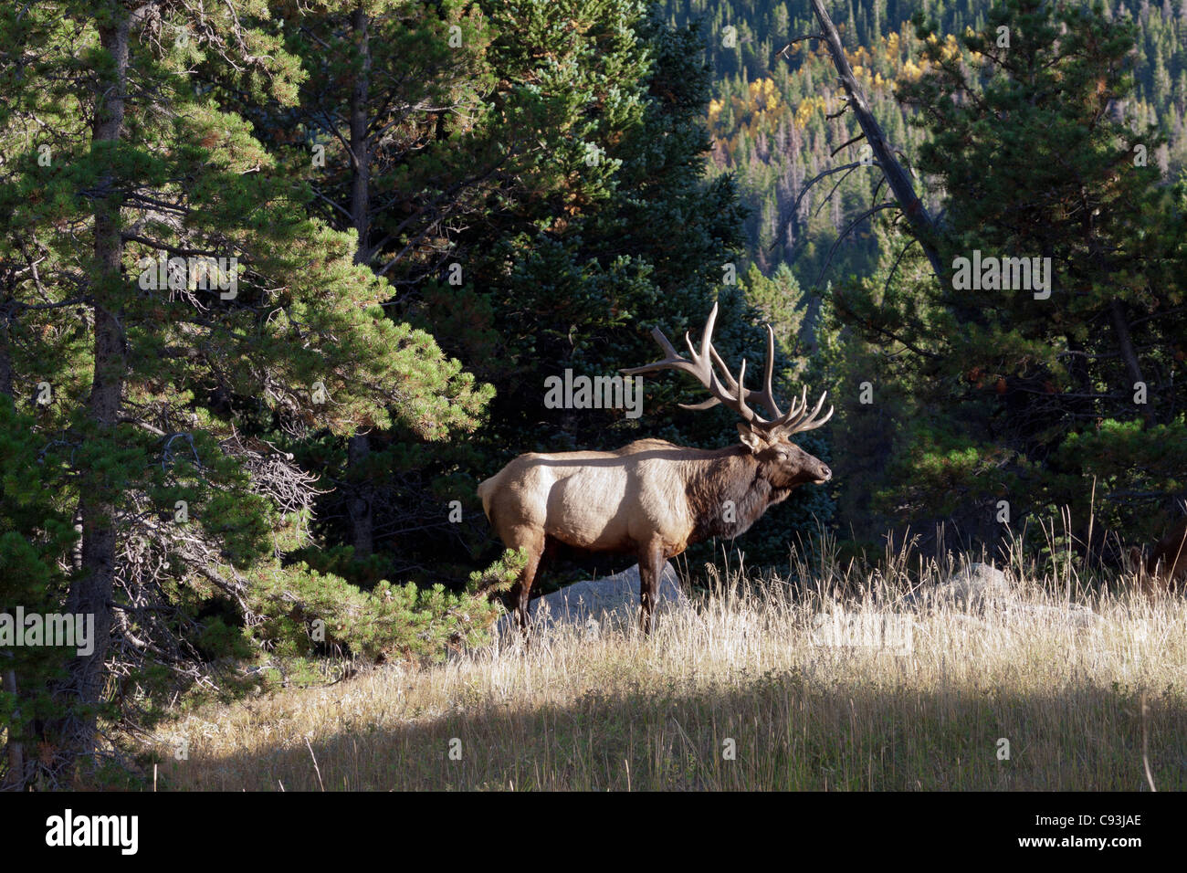 Male elk hi-res stock photography and images - Alamy