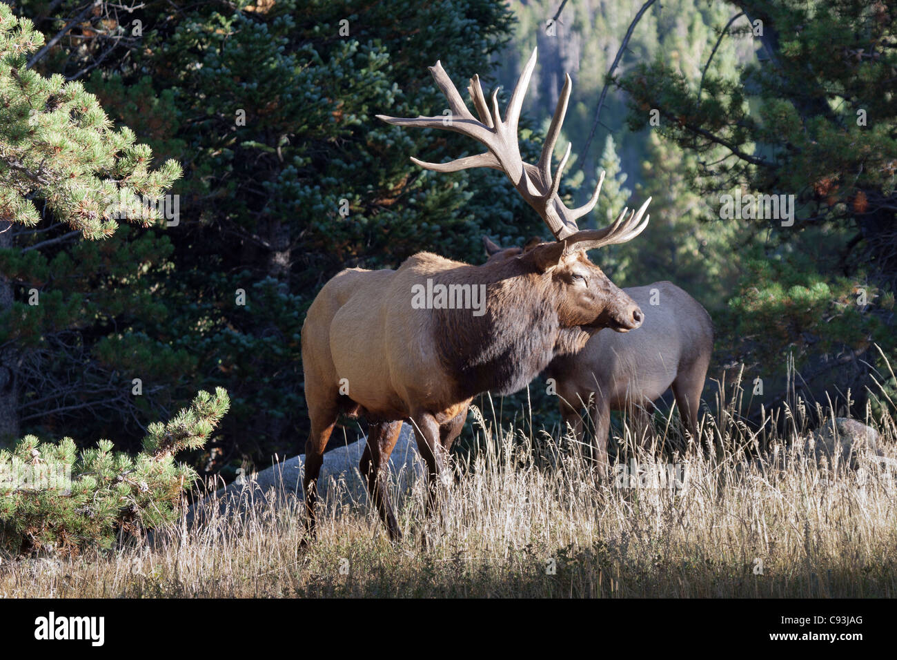 Elk Stock Photos & Elk Stock Images - Alamy