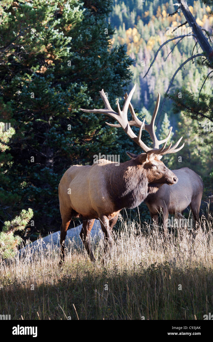 Male elk hi-res stock photography and images - Alamy