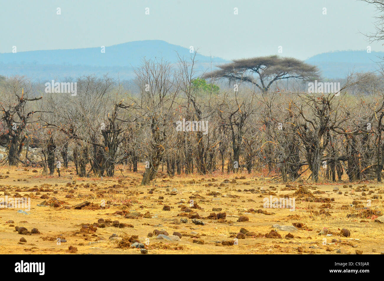 Overgrazing land hi-res stock photography and images - Alamy