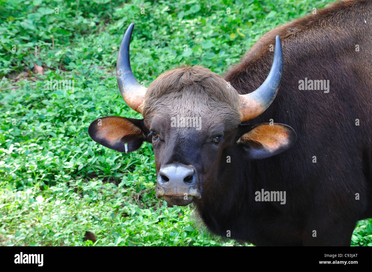 Indian gaur in wyanad wildlife sanctuary of kerala hi-res stock ...