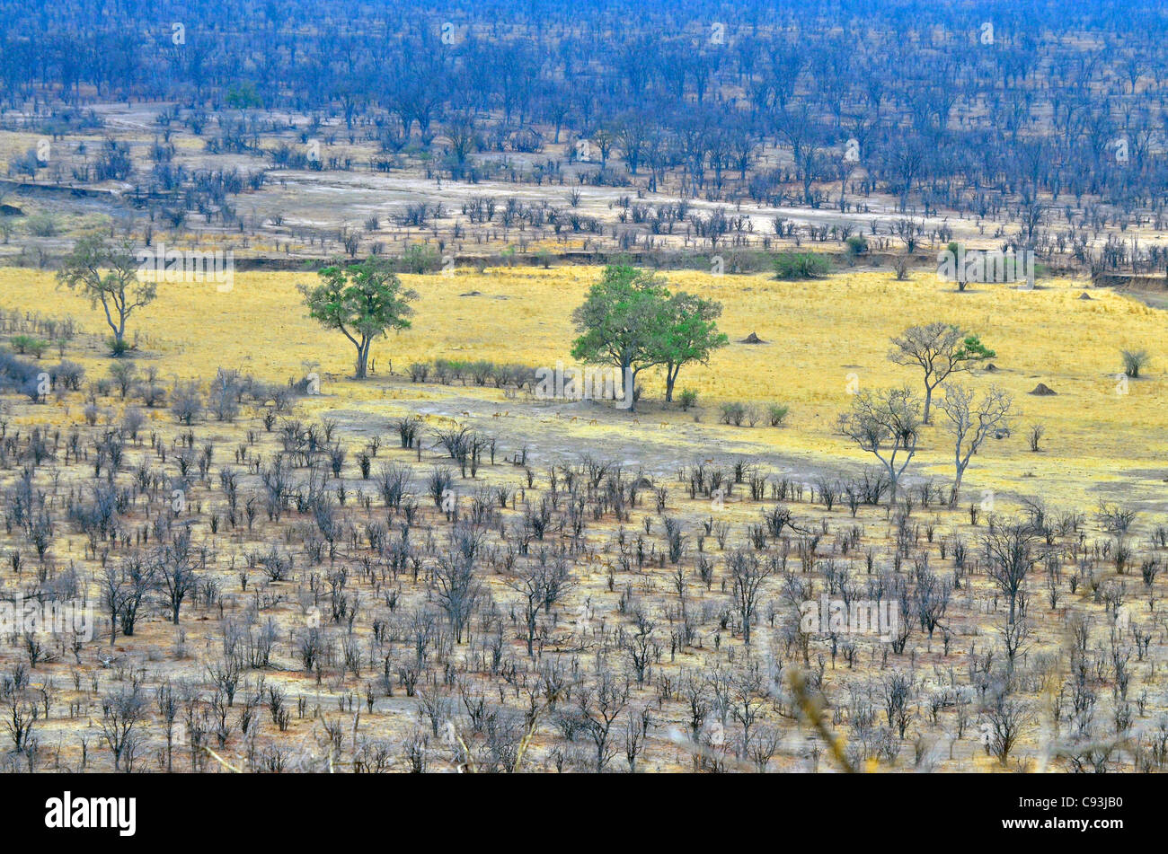 Overgrazing land hi-res stock photography and images - Alamy
