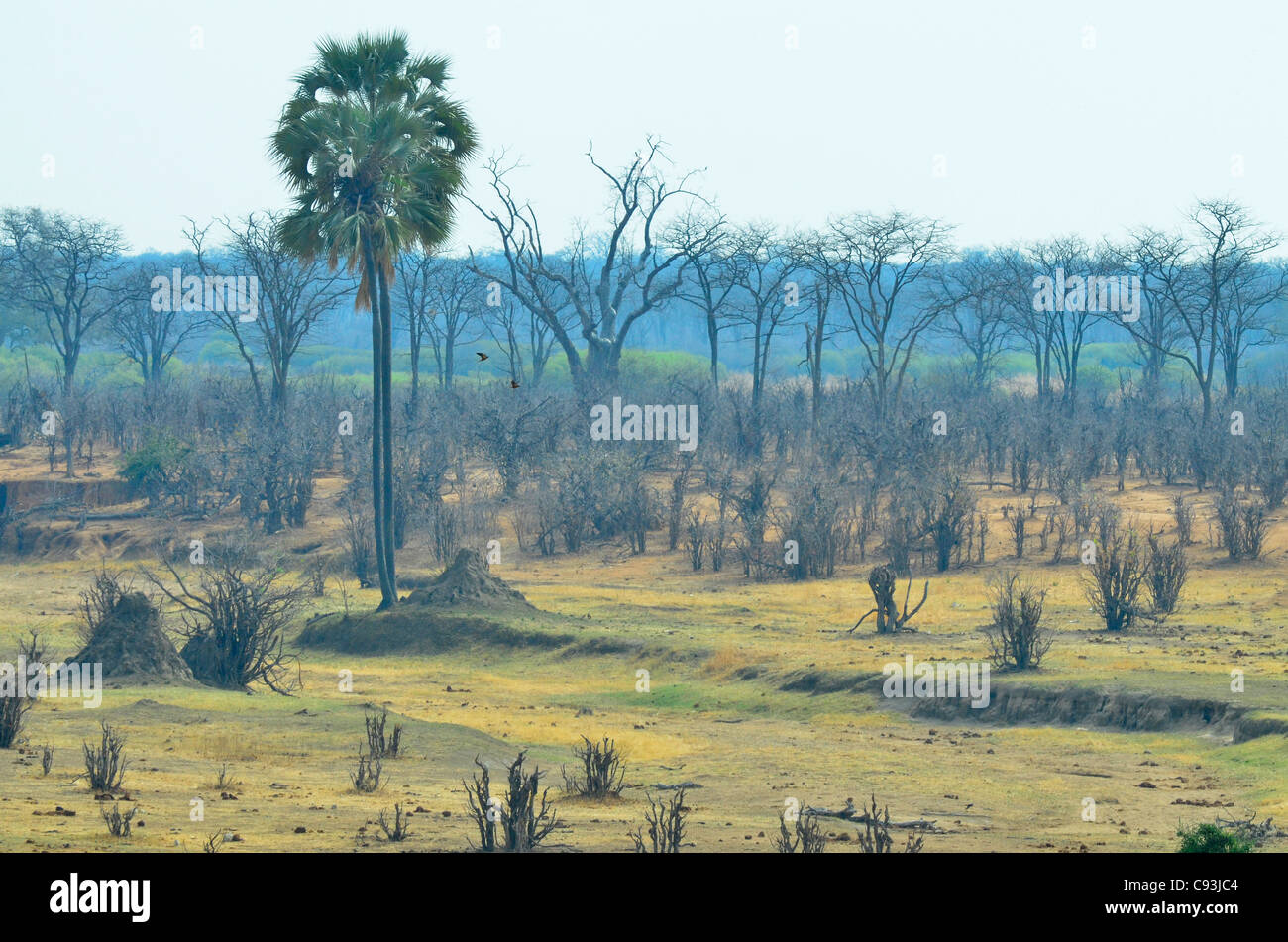 Overgrazing land hi-res stock photography and images - Alamy