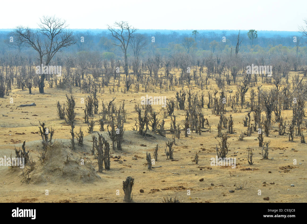 Overgrazing land hi-res stock photography and images - Alamy