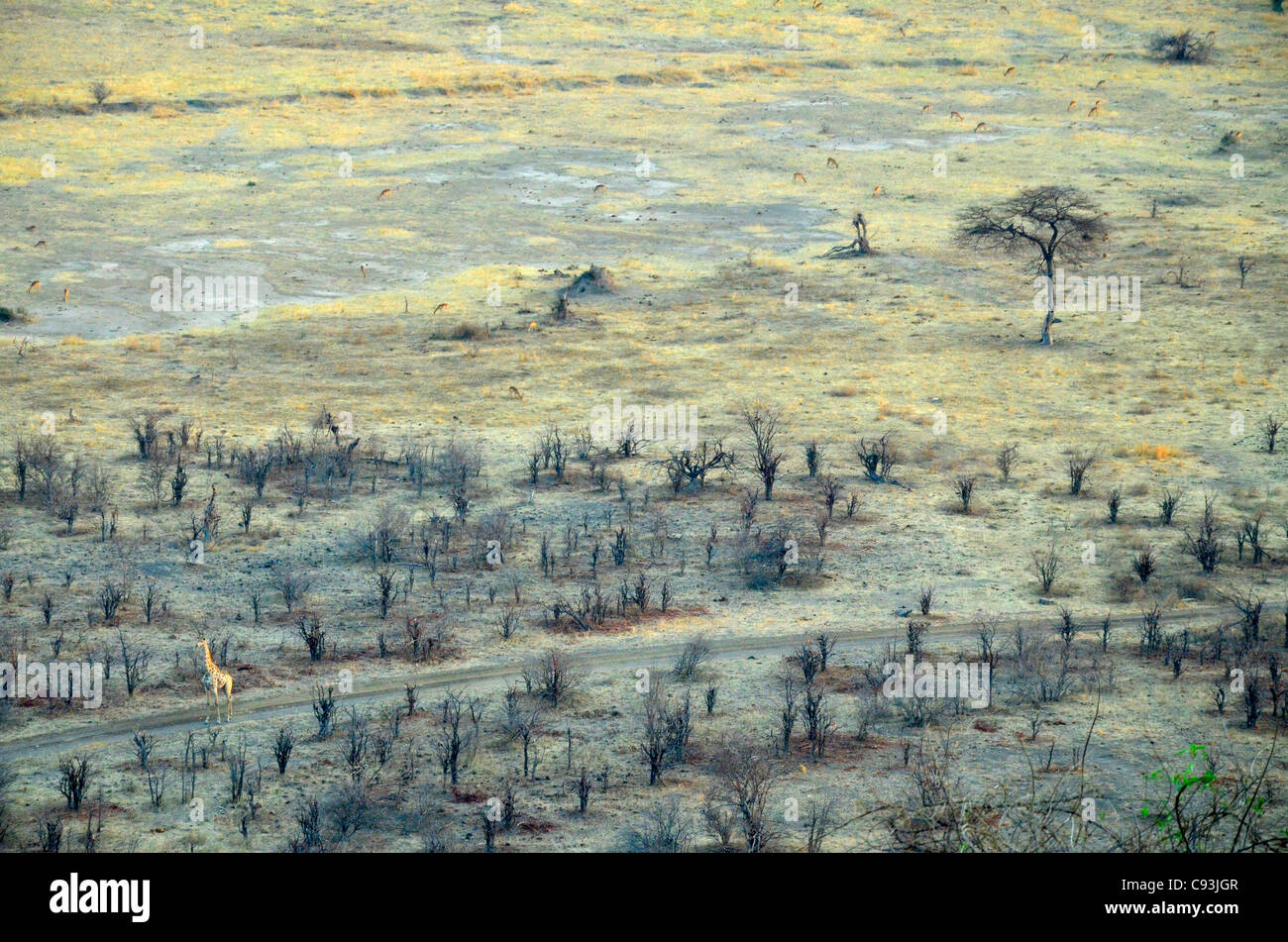 Overgrazing land hi-res stock photography and images - Alamy