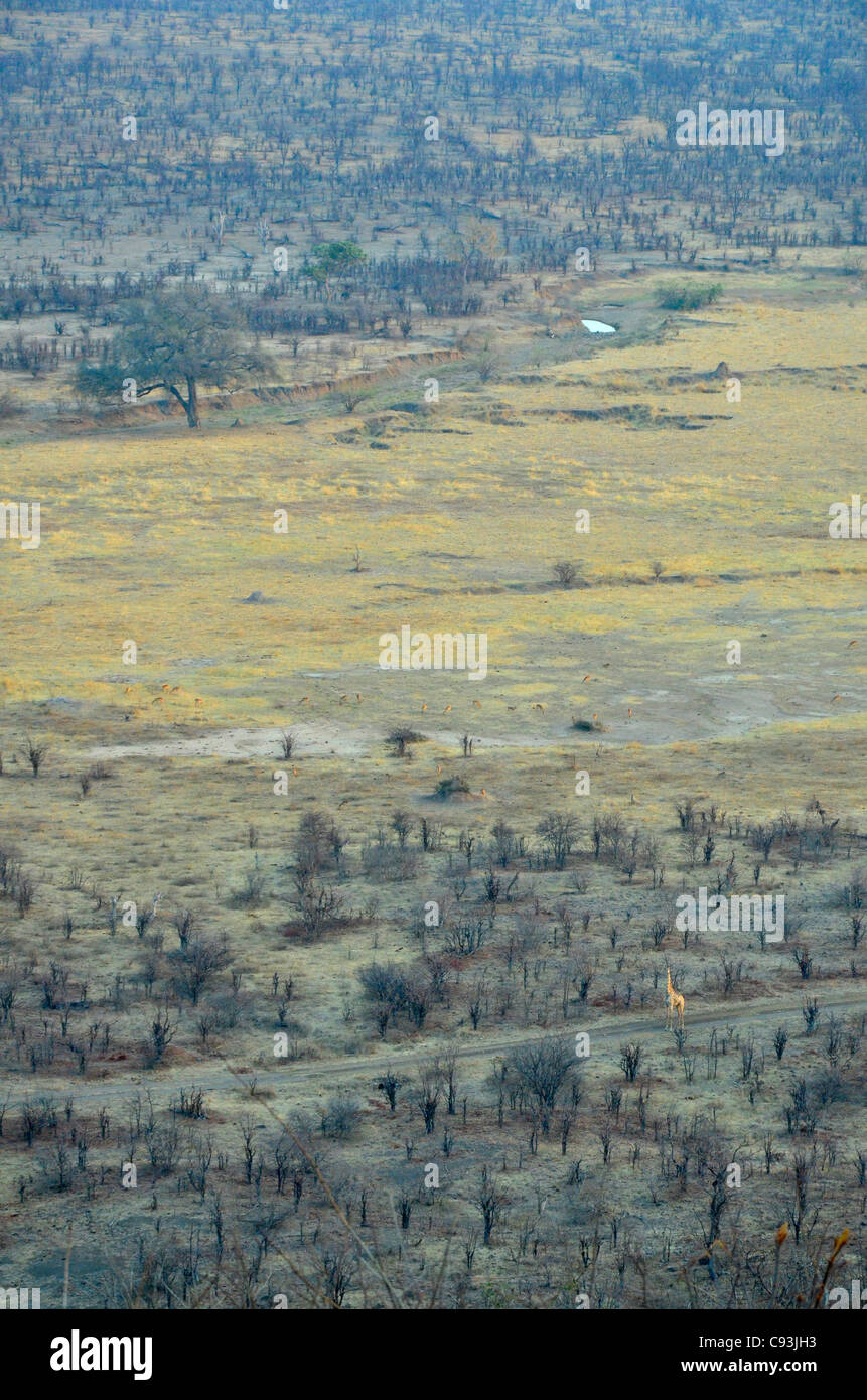 Overgrazing land hi-res stock photography and images - Alamy