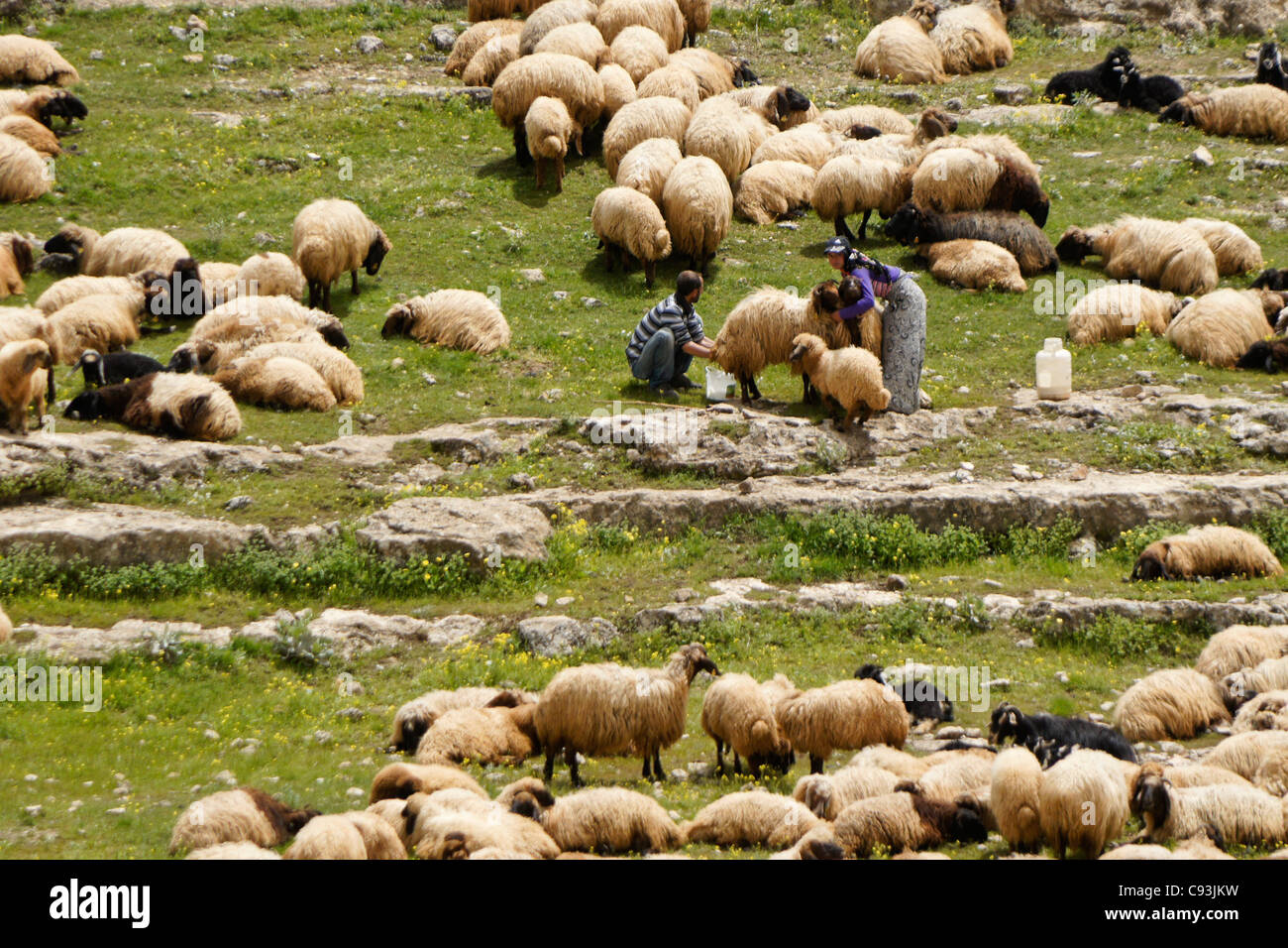 Shepherds milking sheep on rocky hillside, Eastern Anatolia, Turkey ...