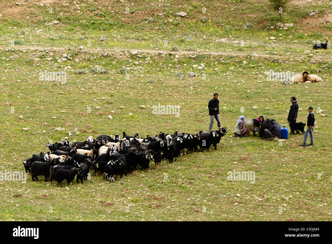 Shepherds milking sheep and goats, Eastern Anatolia, Turkey Stock Photo ...