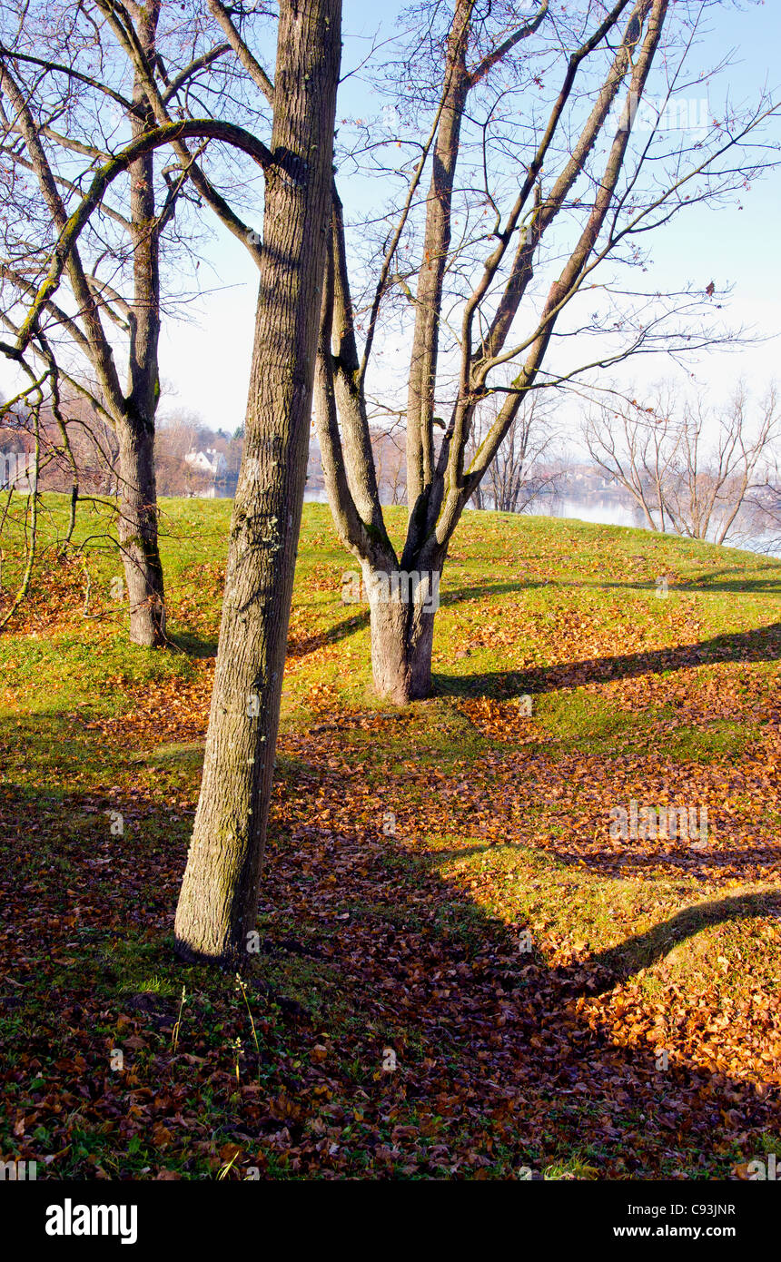 Autumn sunlight tree shadows hi-res stock photography and images - Alamy