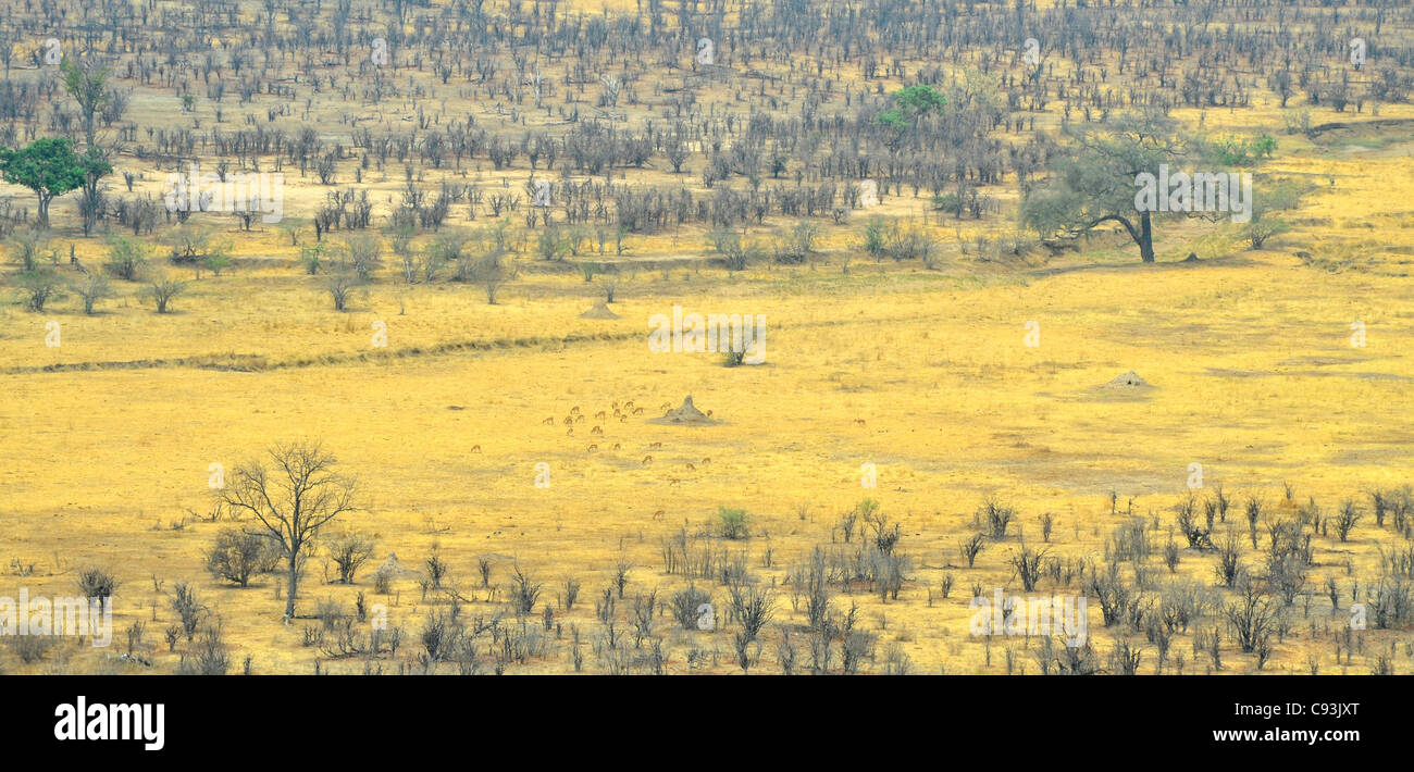 Overgrazing land hi-res stock photography and images - Alamy