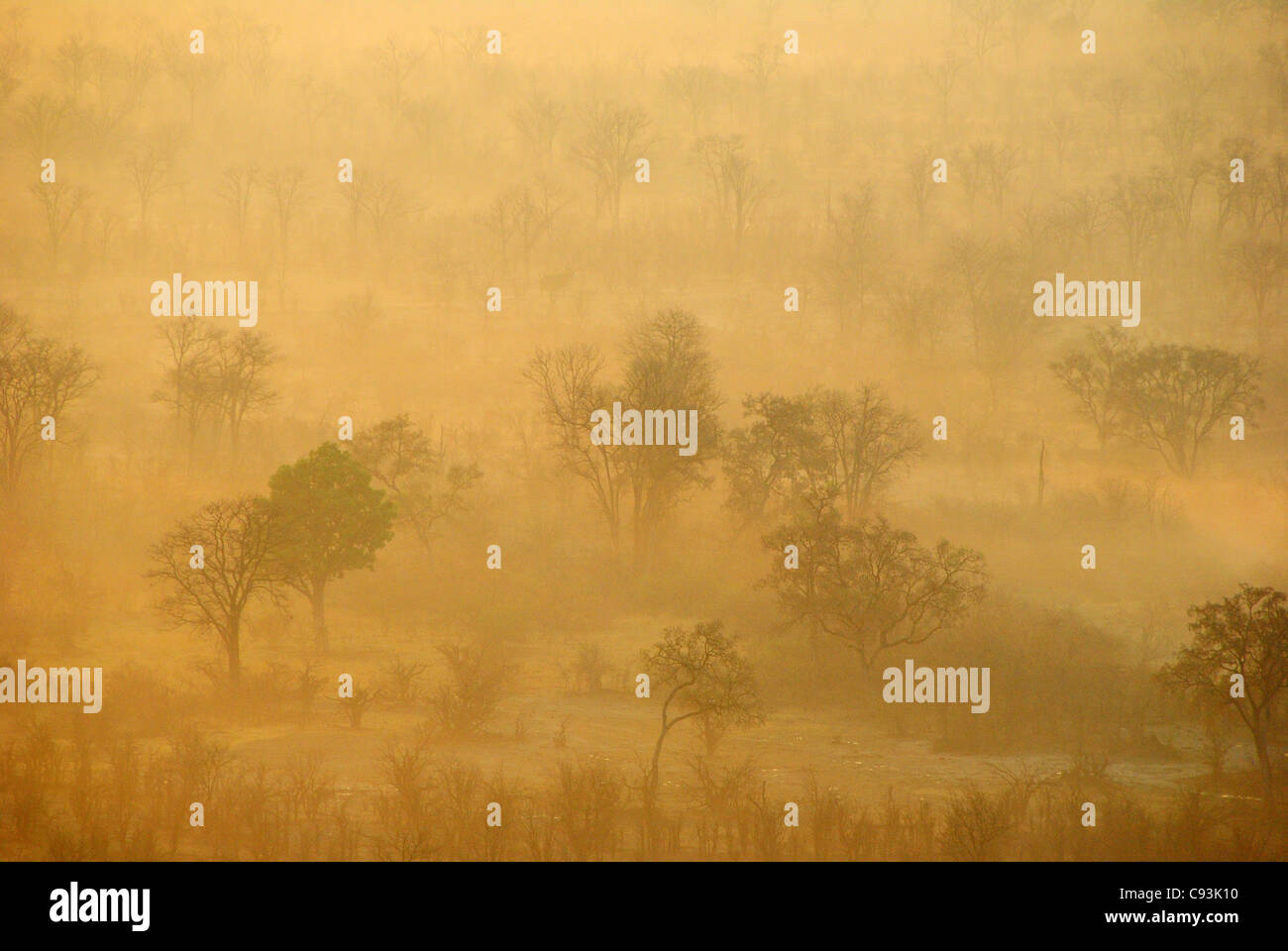 Mopani scrub hi-res stock photography and images - Alamy