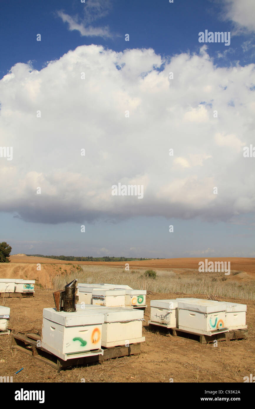 Israel, Bee hives in the Northern Negev Stock Photo - Alamy