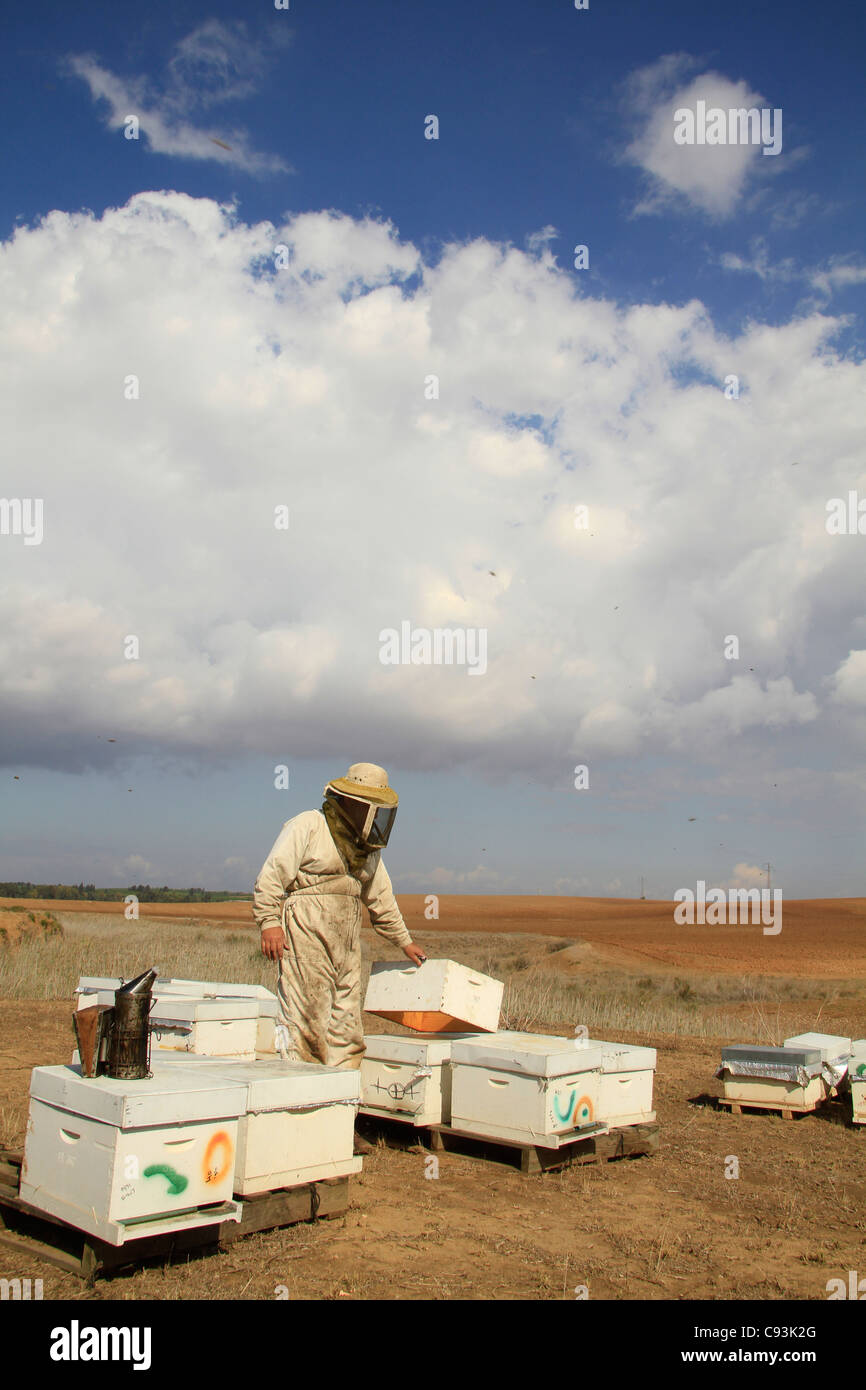 Israel, Bee hives in the Northern Negev Stock Photo - Alamy