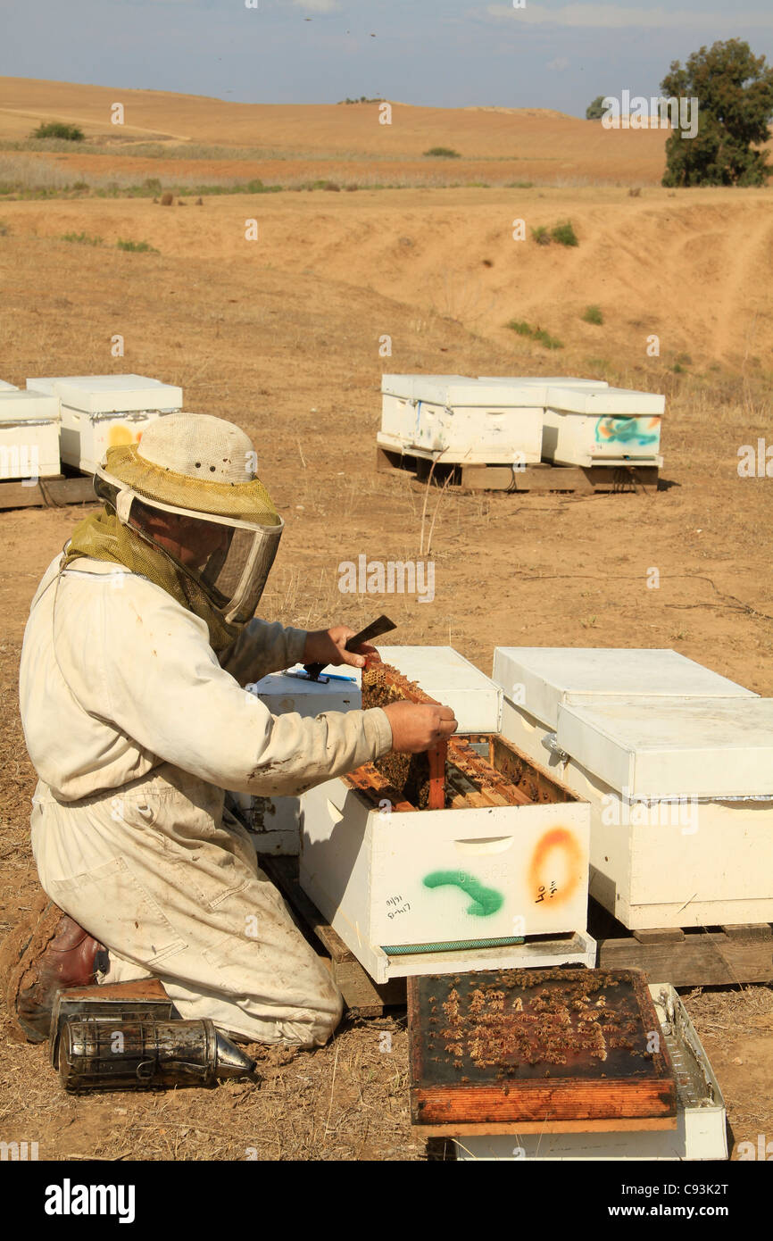 Israel, Bee hives in the Northern Negev Stock Photo - Alamy
