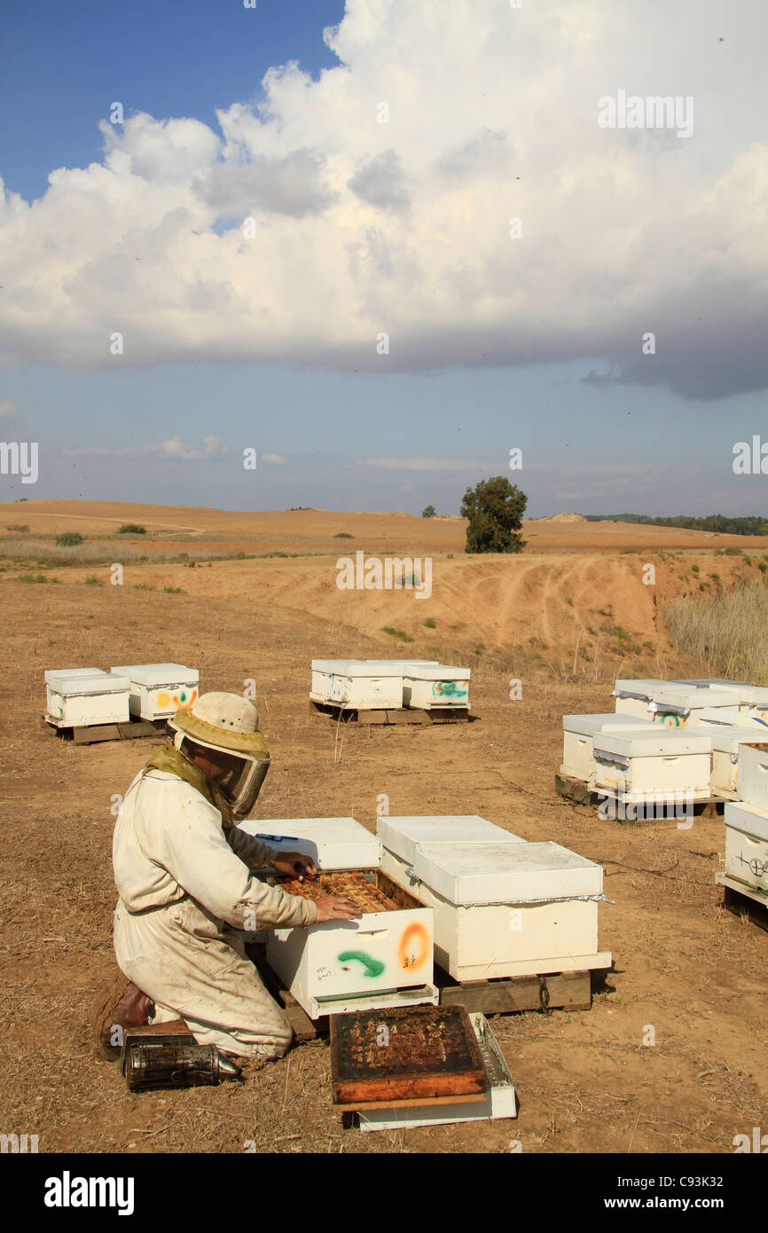 Israel, Bee hives in the Northern Negev Stock Photo - Alamy