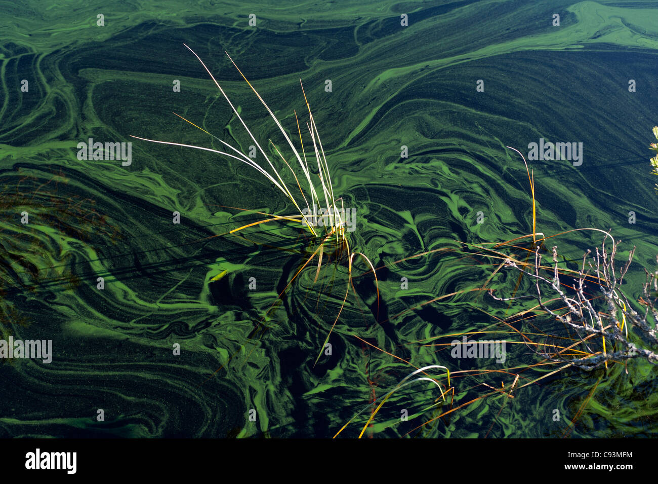 Algal Bloom Patterns on calm Loch Garten Inverness-shire SCO 7713 Stock ...