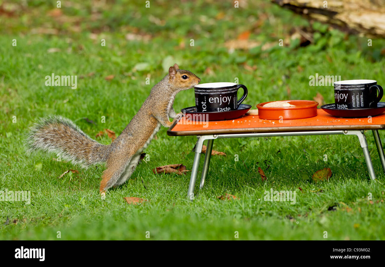 Grey Squirrel Sciurus carolinensis Tea Party Stock Photo - Alamy