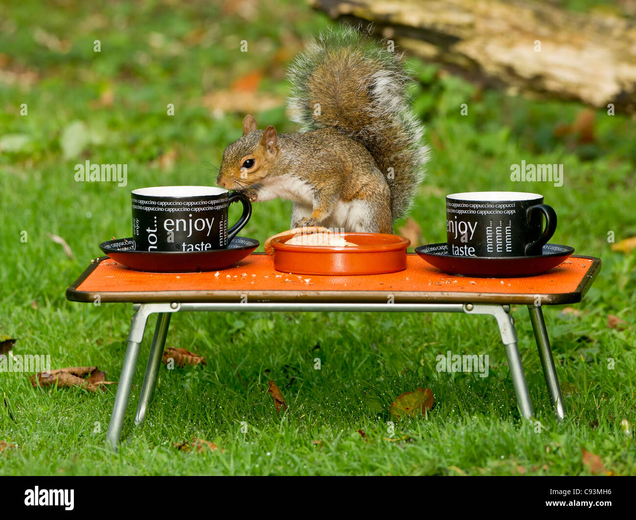 Grey Squirrel Sciurus carolinensis Tea Party Stock Photo - Alamy