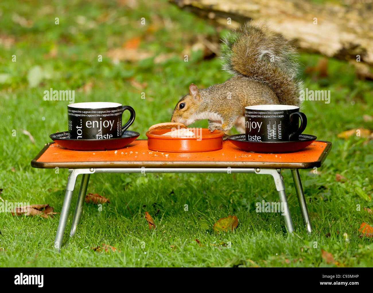 Grey Squirrel Sciurus carolinensis Tea Party Stock Photo - Alamy