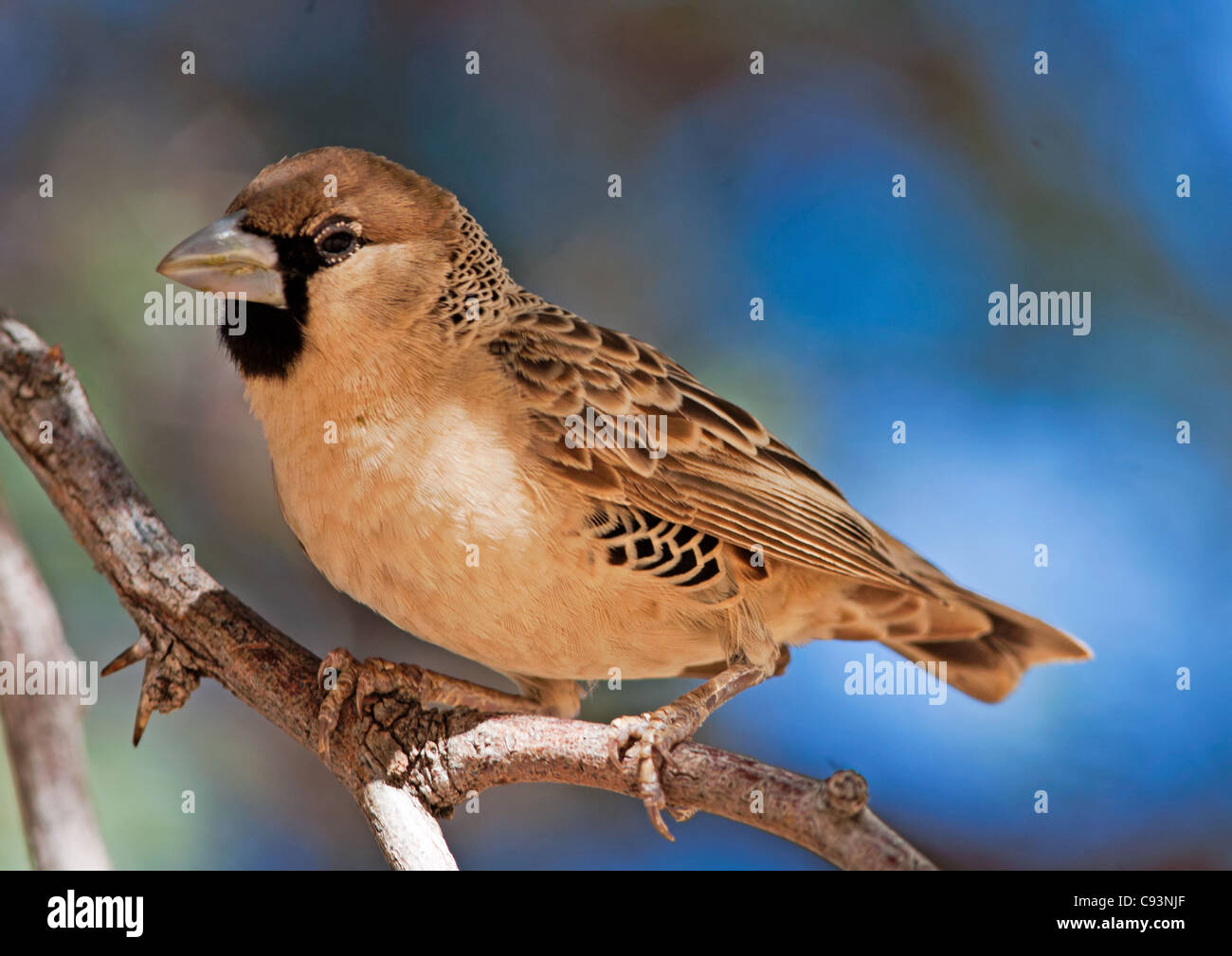 Sociable Weaver, Philetairus socius Stock Photo - Alamy