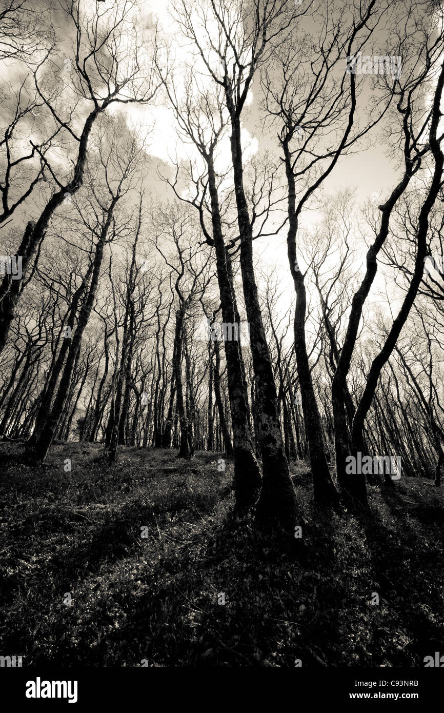 back lit trees Stock Photo - Alamy